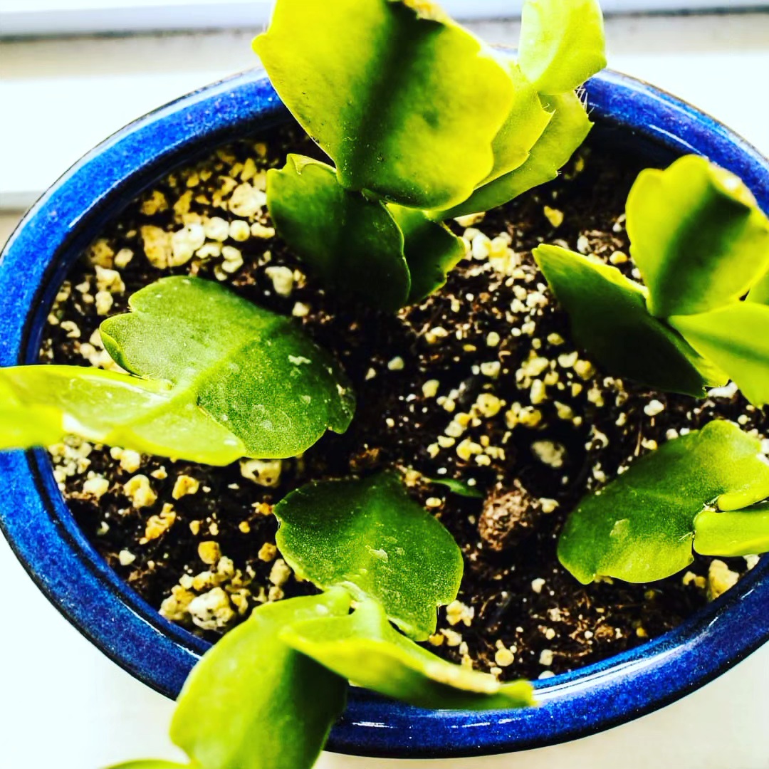 Guilty of hoarding plants – Holly's Hustle