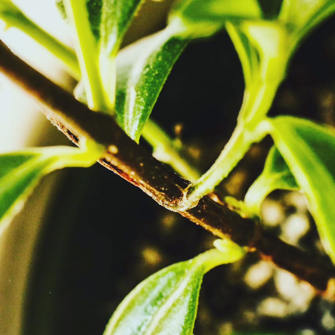 Guilty of hoarding plants – Holly's Hustle